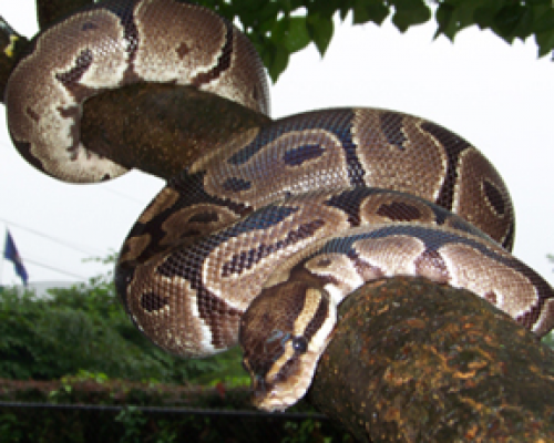 All Animals - Seneca Park Zoo