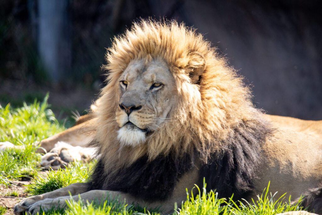Animals By Region | Seneca Park Zoo Animals By Region | Seneca Park Zoo