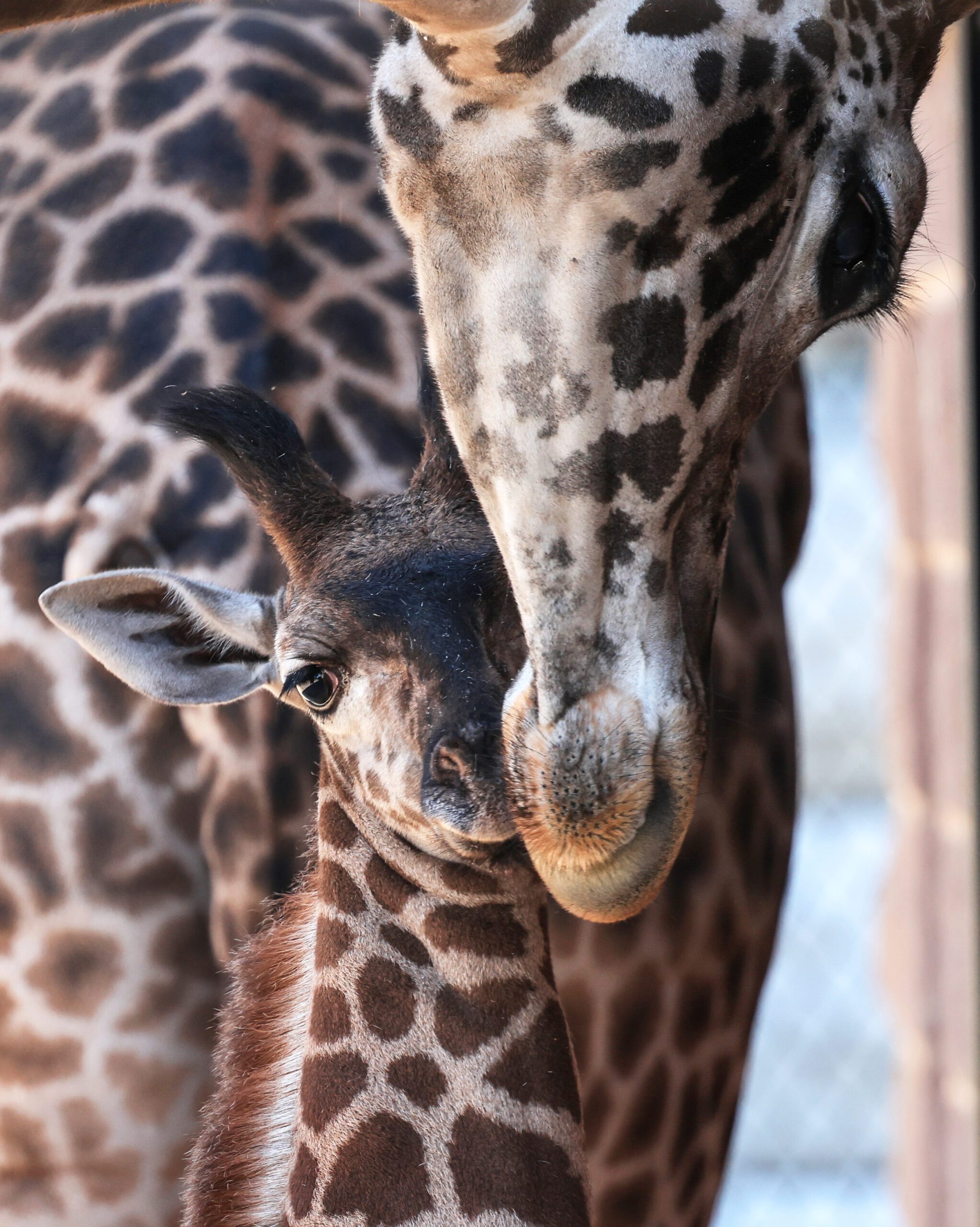 Zoo Animals in Rochester, NY | Seneca Park Zoo Zoo Animals in Rochester, NY | Seneca Park Zoo