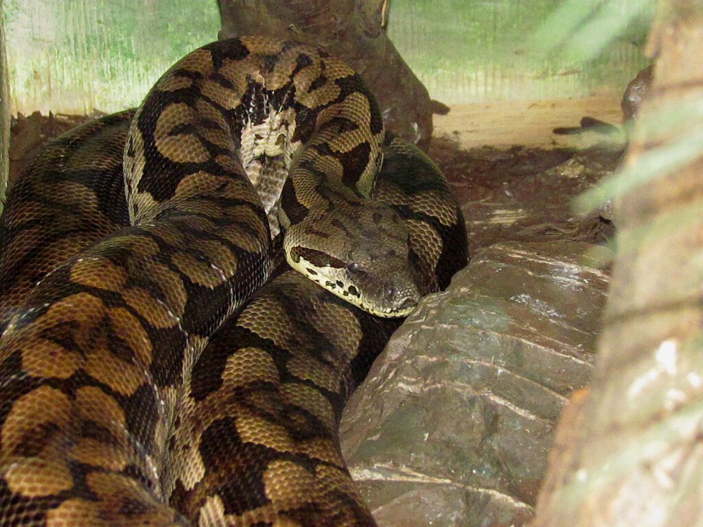 Animal Conservation in Rochester, NY | Seneca Park Zoo