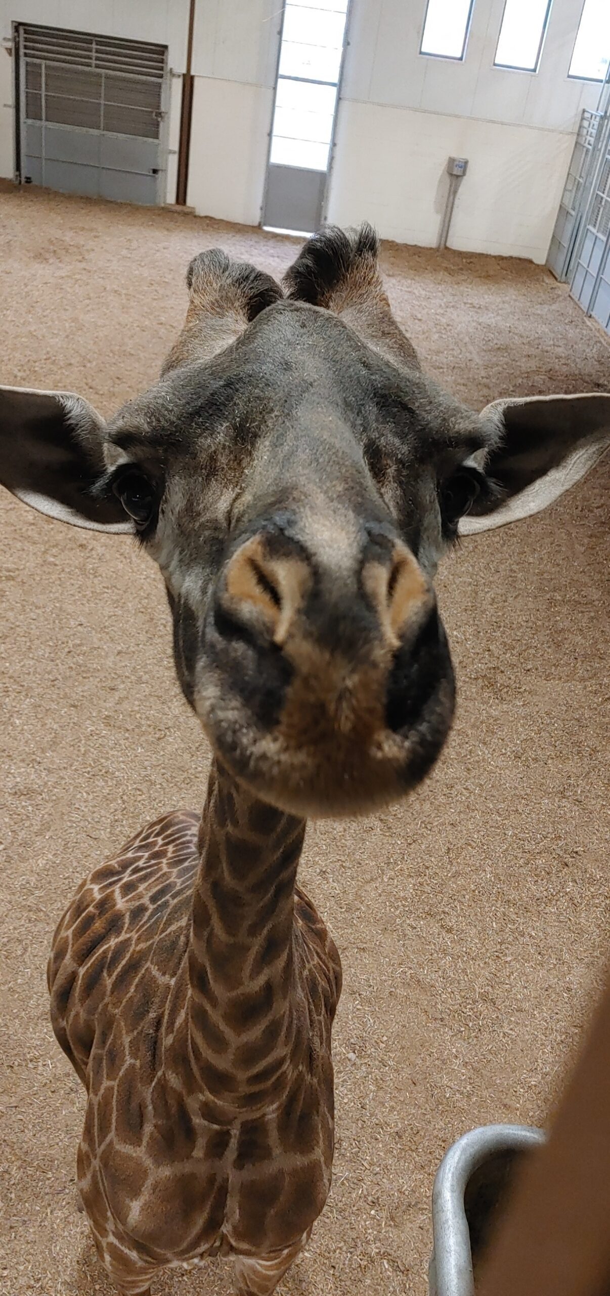 Masai Giraffe Kipenzi Turns 6! | Seneca Park Zoo Masai Giraffe Kipenzi Turns 6! | Seneca Park Zoo