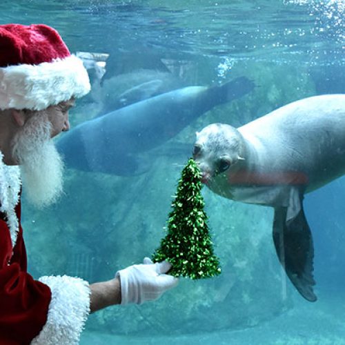 Breakfast with Santa | Seneca Park Zoo